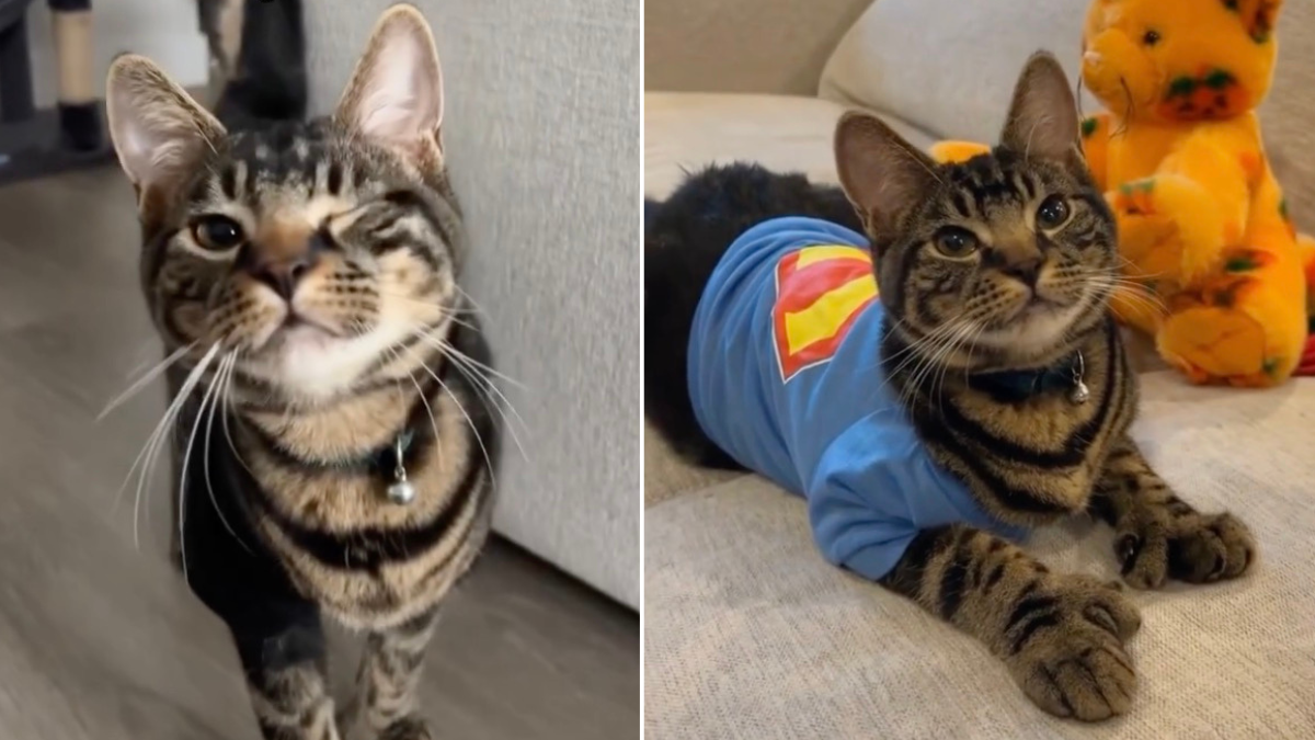 Cat's Sweet Smile & Wink in Video Will Instantly Lift Your Mood - CatTime