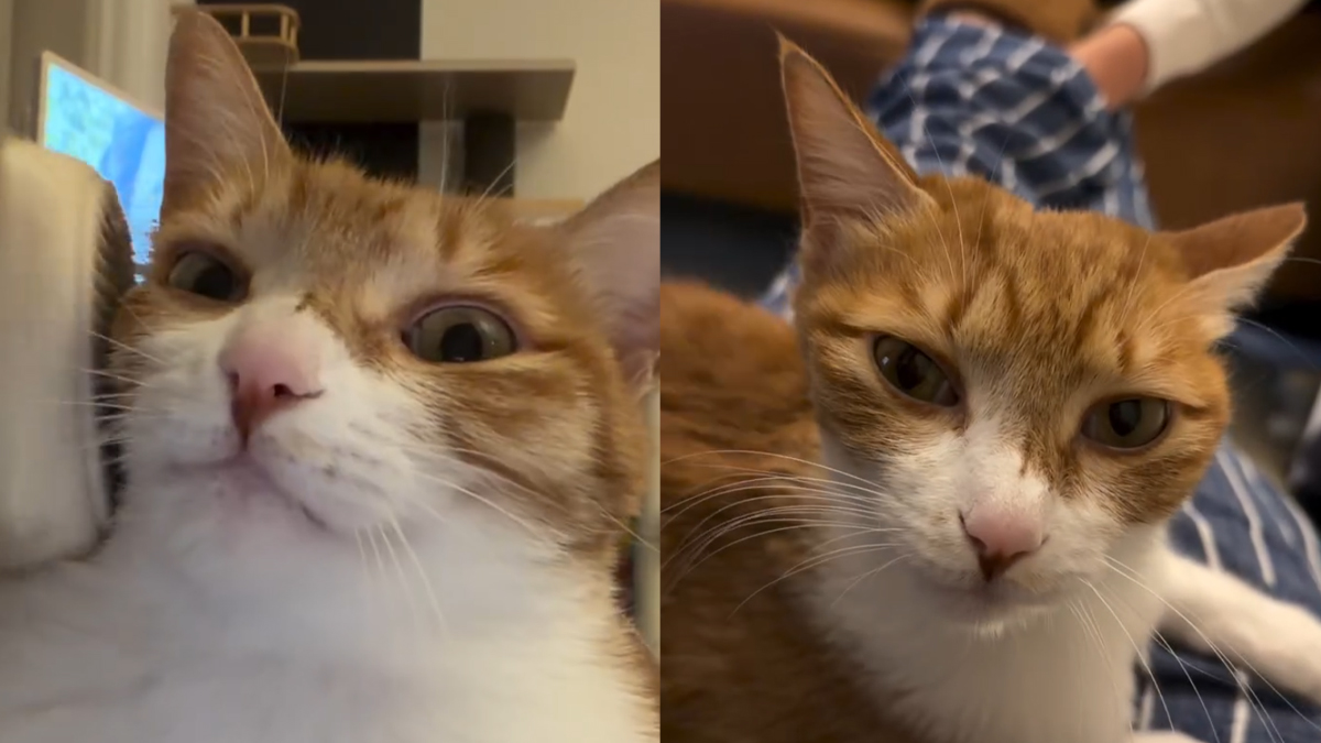Video of Cat Enjoying a Face Massage Will Make Your Day - CatTime