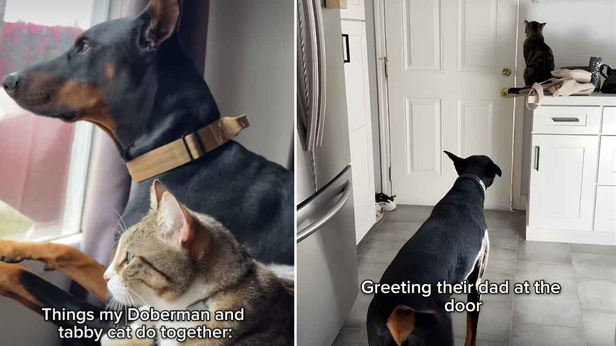 Video Shows Tabby Cat & Big Dog Doing Everything Together - CatTime