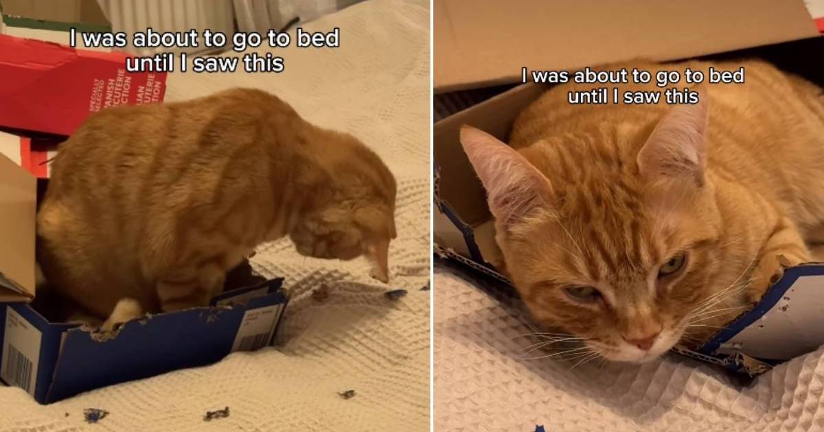 Video: Owner Finds Cat Making Custom Bed out of Cardboard Boxes - CatTime