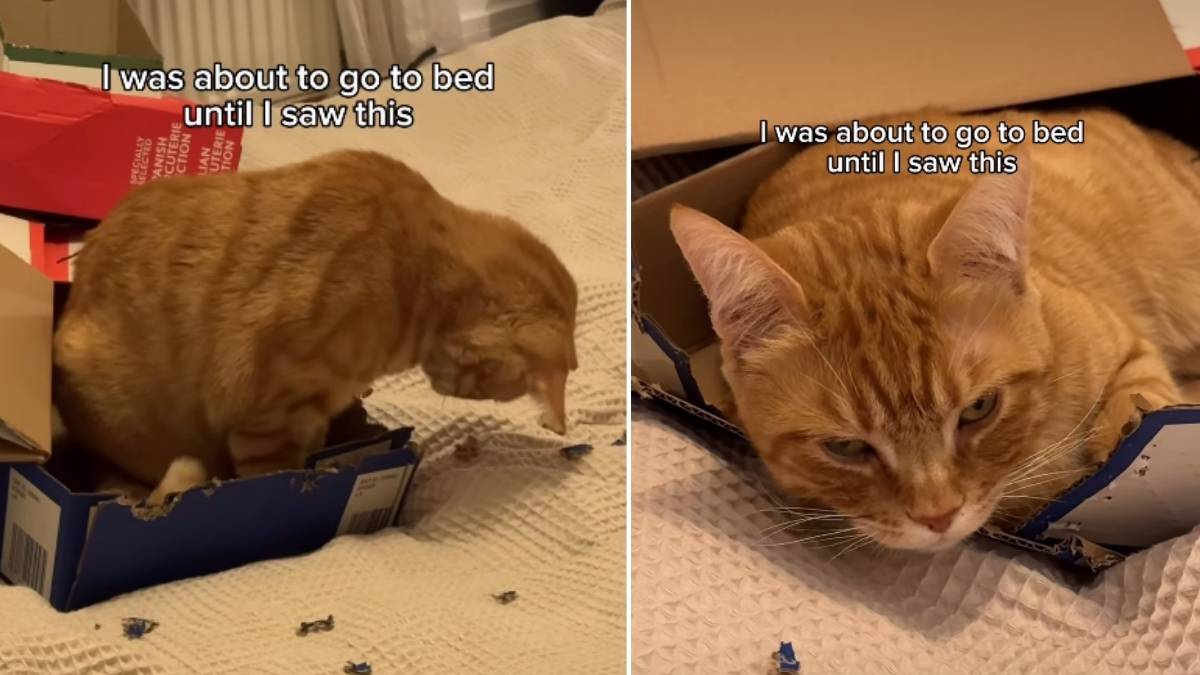 Video: Owner Finds Cat Making Custom Bed out of Cardboard Boxes - CatTime