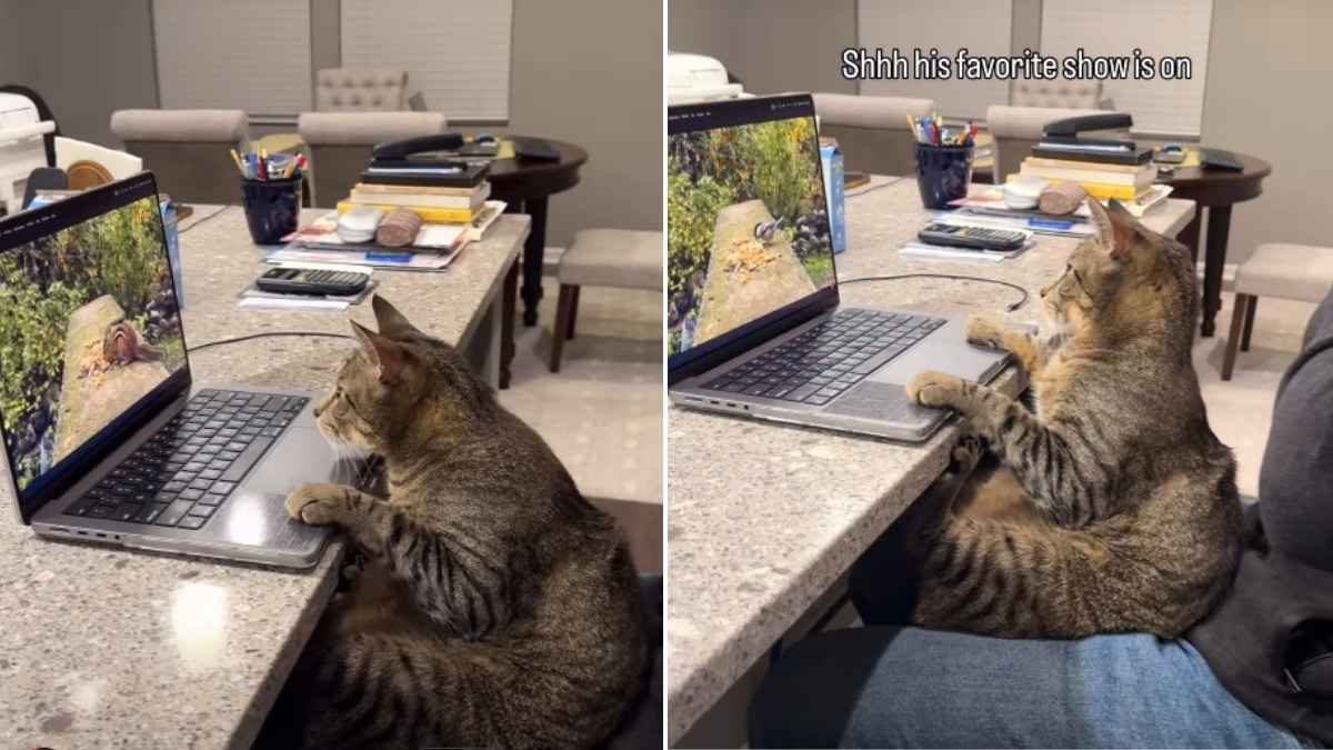 Cat Takes His Nature Shows Very Seriously in Adorable Video - CatTime
