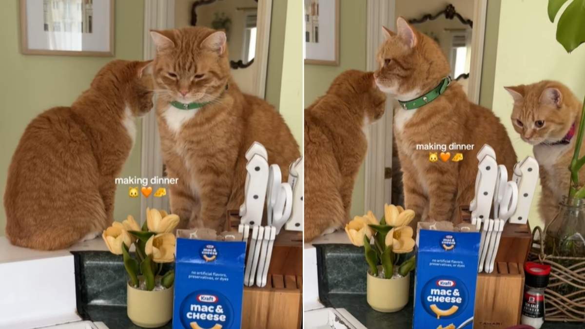 3 Cats Supervise as Owner Makes Dinner in Adorable Video - CatTime