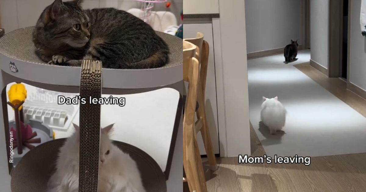 Video: Cats React Very Differently When Mom Leaves vs. When Dad Does ...