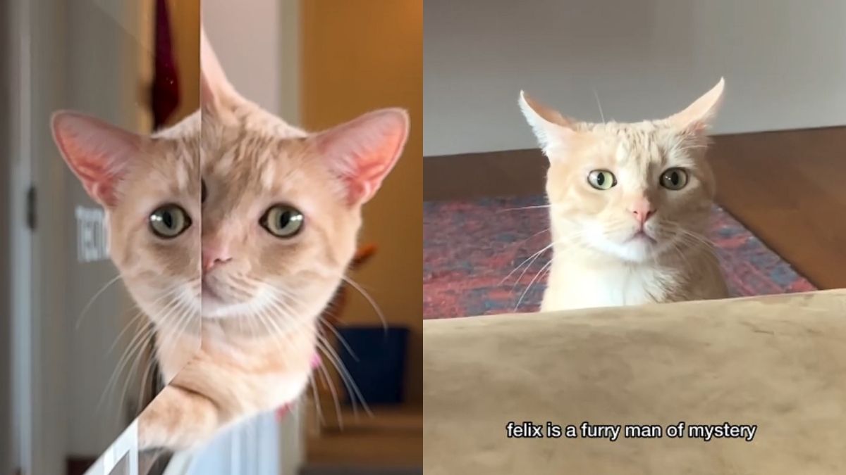 Video: Ginger Cat Is a 'Furry Man of Mystery & Contradictions' - CatTime