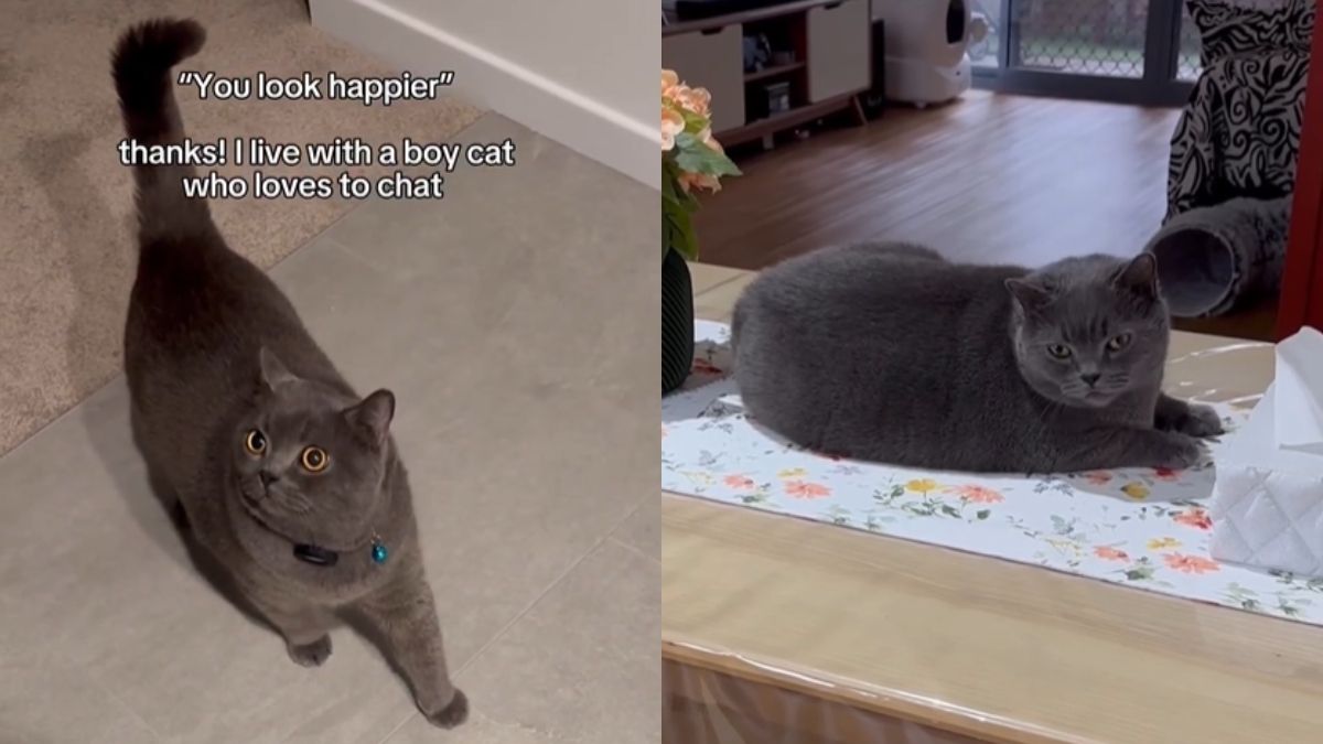 Video of Cat Shows How Chatty He Is - CatTime