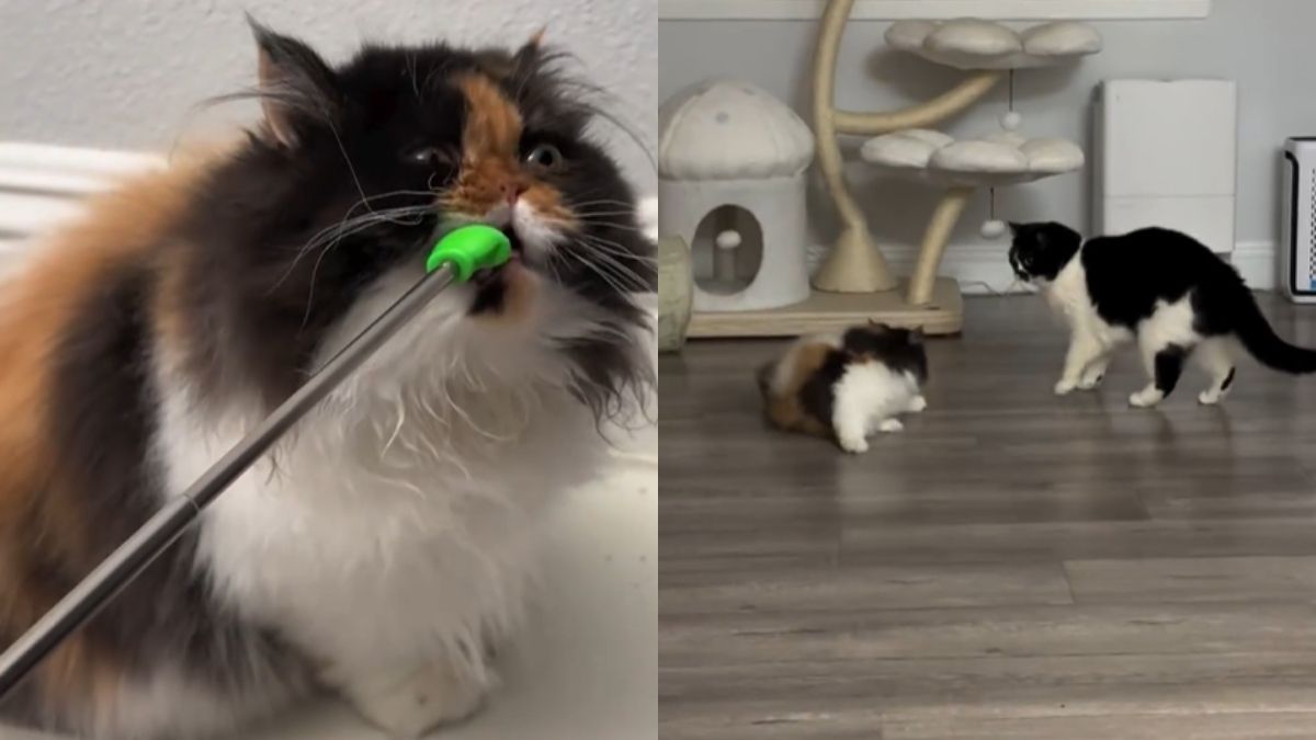 Cat Is Always on Her Absolute ‘Worst’ Behavior in Hilarious Video - CatTime