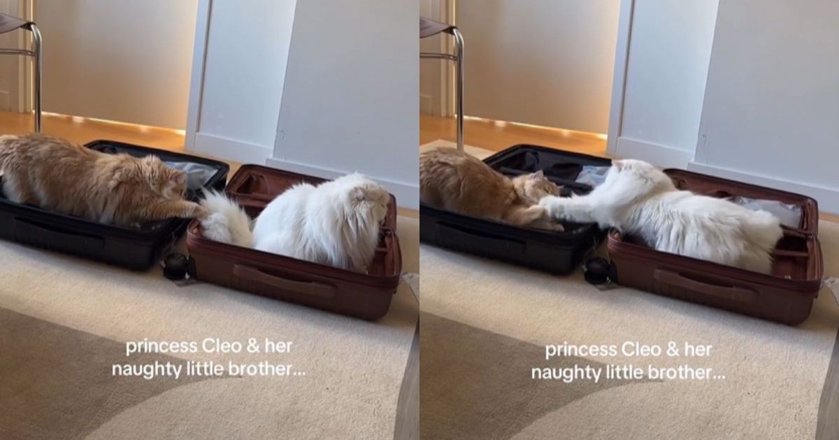 Cat Siblings Can’t Go a Moment Without Getting on Each Other’s Nerves ...