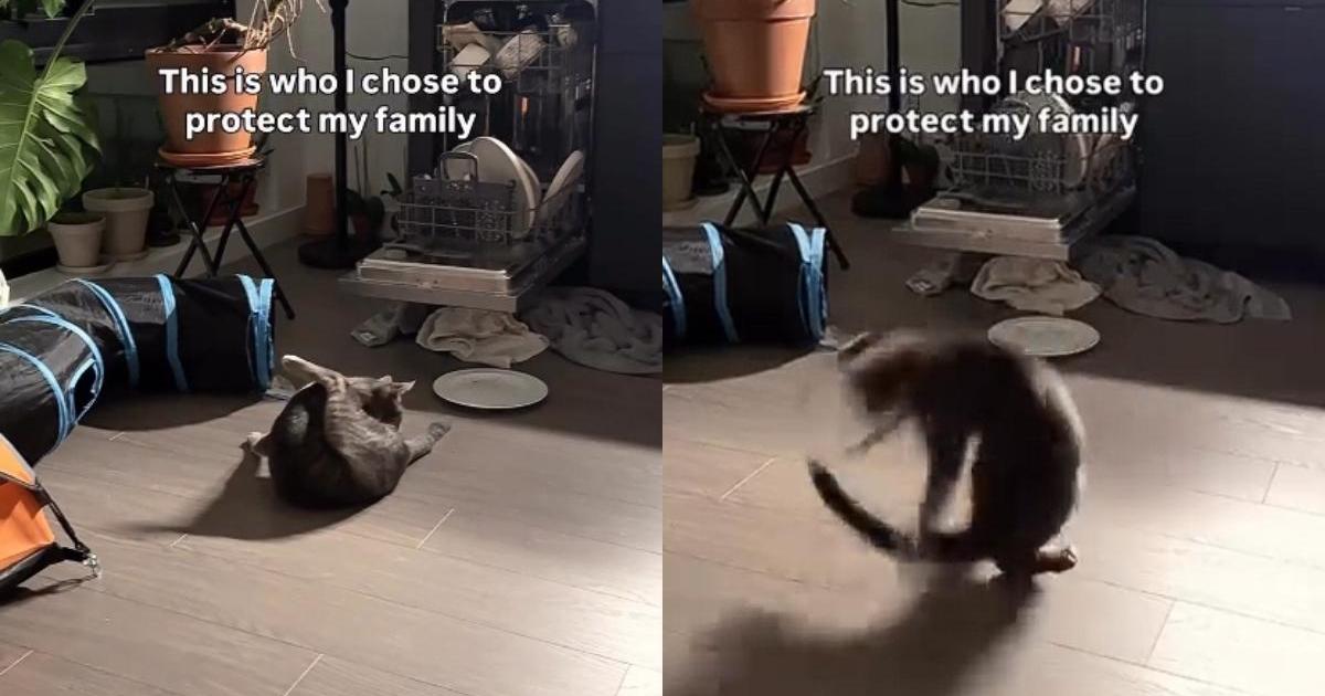 Cat Gets Very, Very Distracted by His Tail in Hilarious Video - CatTime