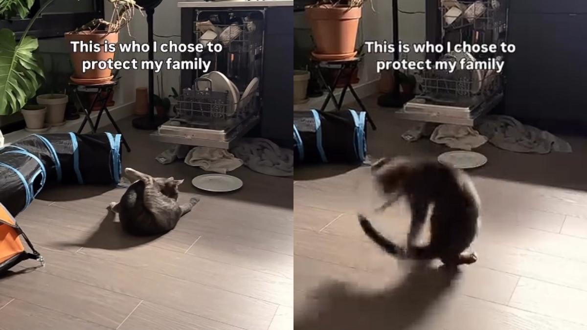 Cat Gets Very, Very Distracted by His Tail in Hilarious Video - CatTime