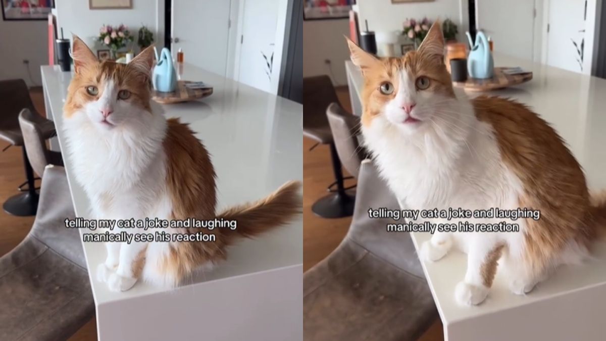 Video: Cat Just About Loses It After Hearing Mom’s Manic Laugh - CatTime