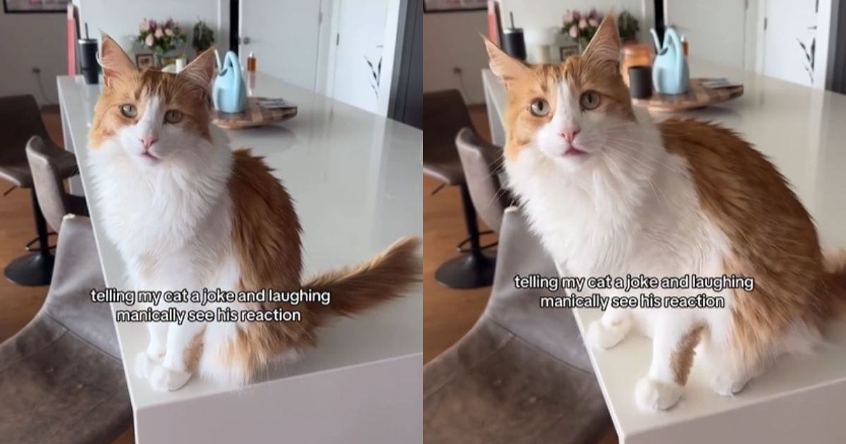 Video: Cat Just About Loses It After Hearing Mom’s Manic Laugh - CatTime