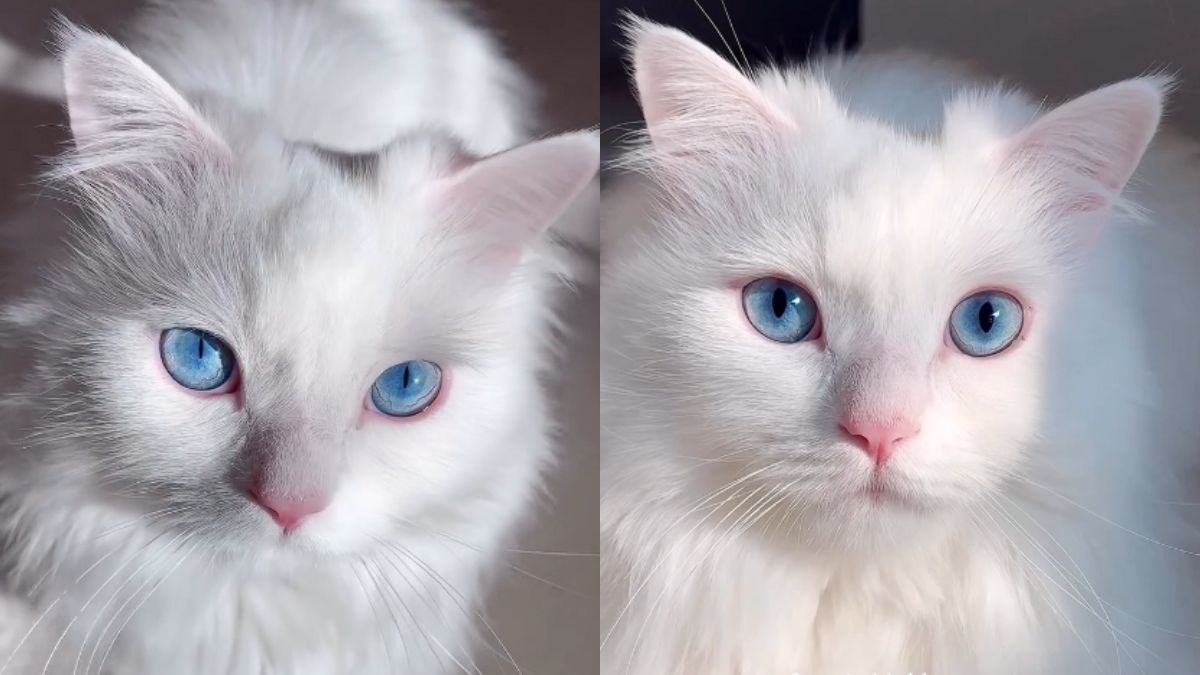 Video of This Cat With Bright Blue Eyes Will Make Your Day - CatTime