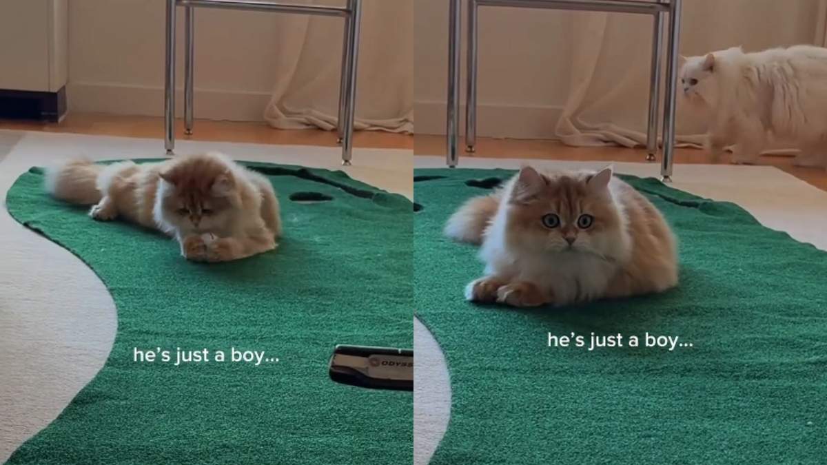 Video Shows Cat Interrupting Game of Golf in the Cutest Possible Way ...