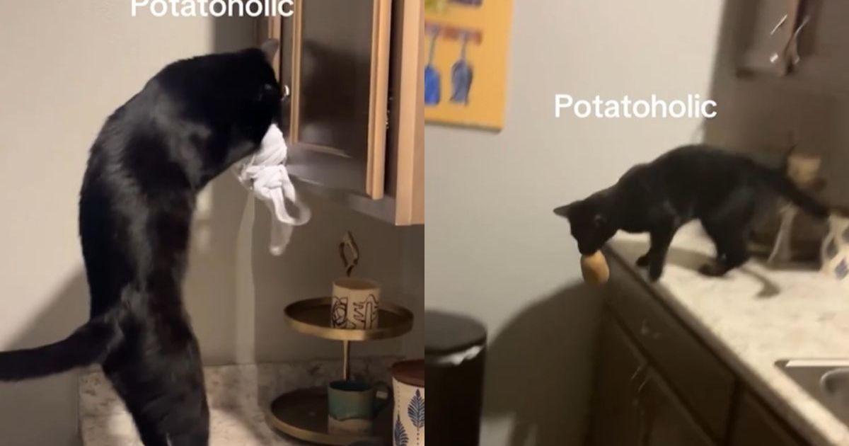 Video: Cat’s Hilarious Obsession With Stealing Potatoes Just Won’t End ...