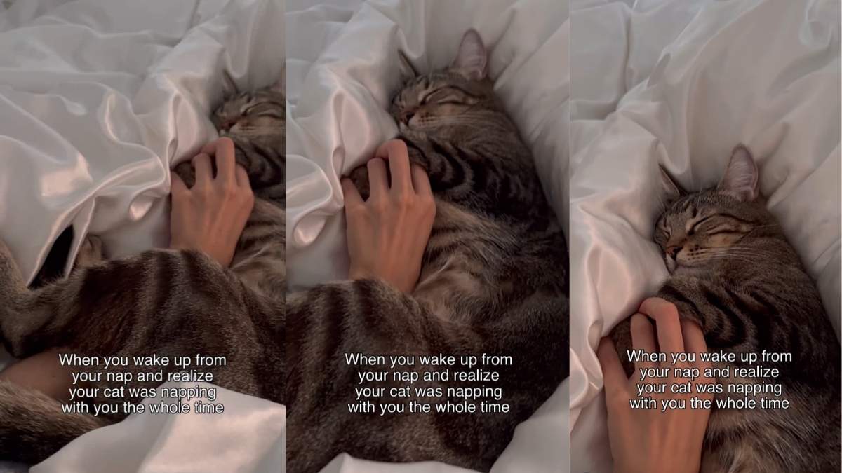 Video: Owner Wakes up to Cat Adorably Napping With Her - CatTime