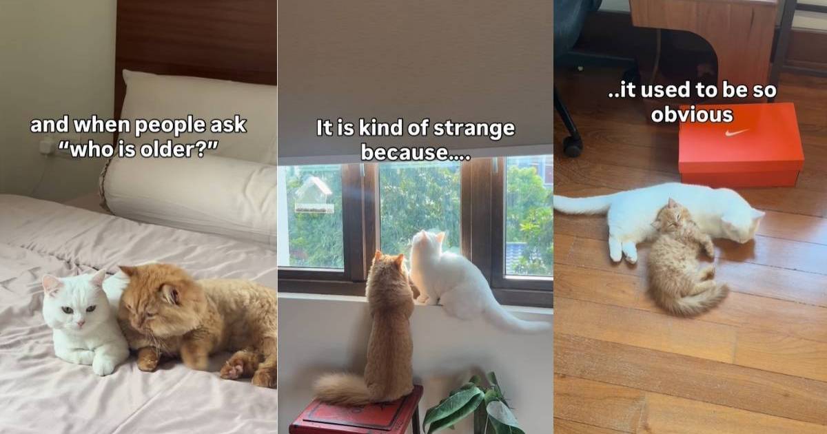 Video: Owner Documents Cat Growing up Alongside Sibling - CatTime