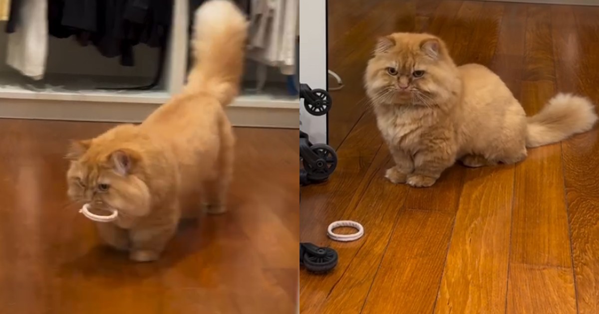 Cat Reacts to Being Laughed at by Owners in Funny Video - CatTime