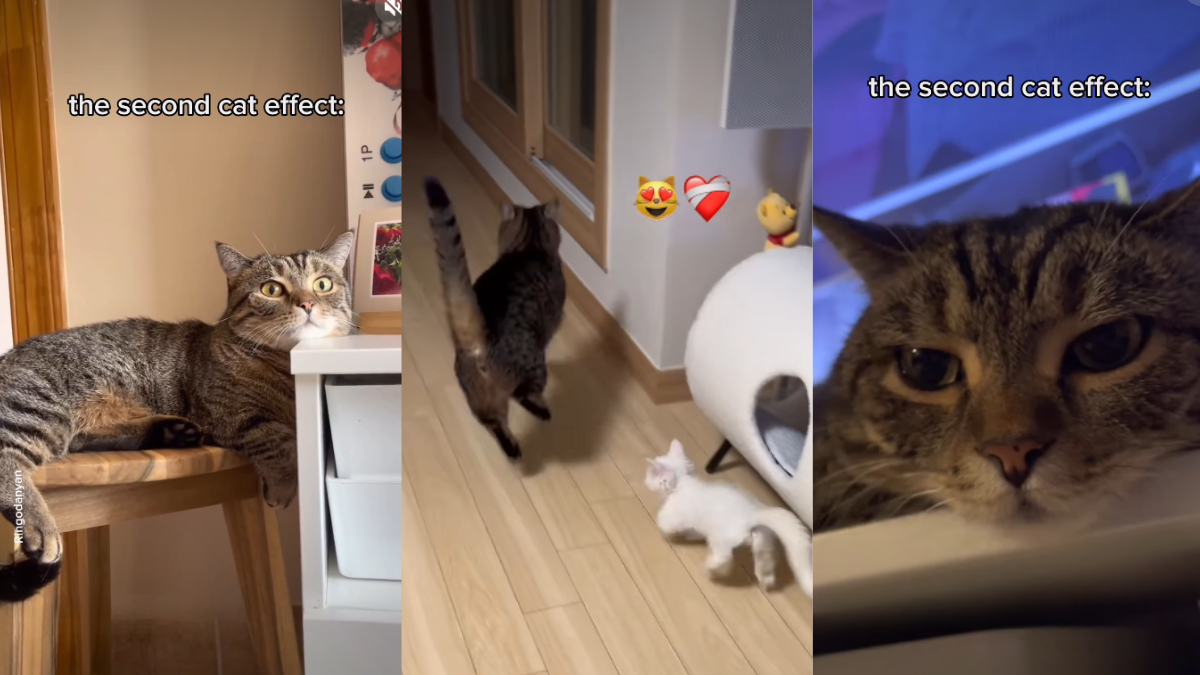 Video: Owner Shows How Cat Changed After New Sibling’s Arrival - CatTime