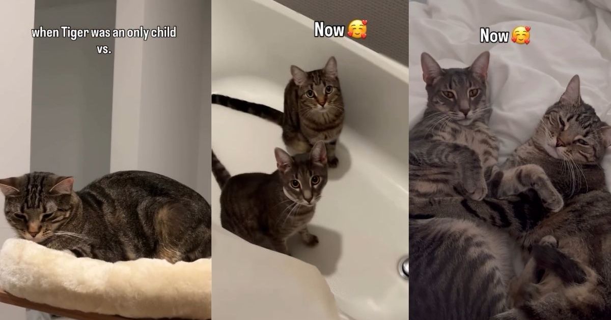 Video Documents Cat's Life Before & After Getting a Second Cat - CatTime