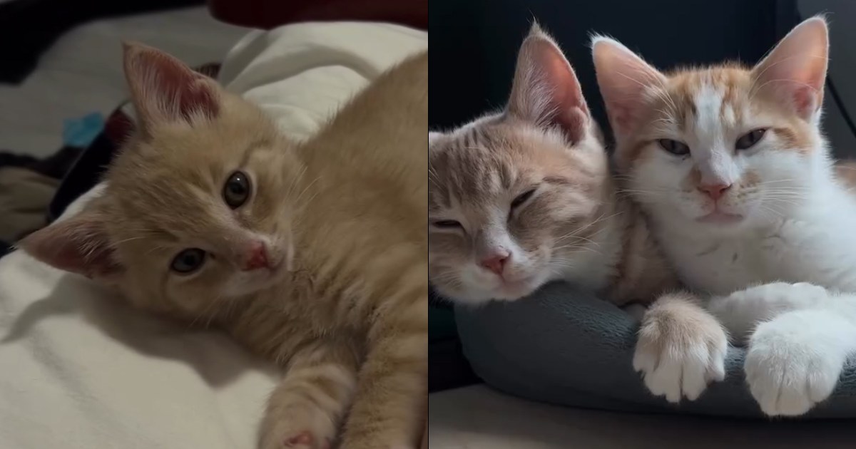 Video: Cat’s Life Gets a Happy Makeover After Getting a Furry Brother ...