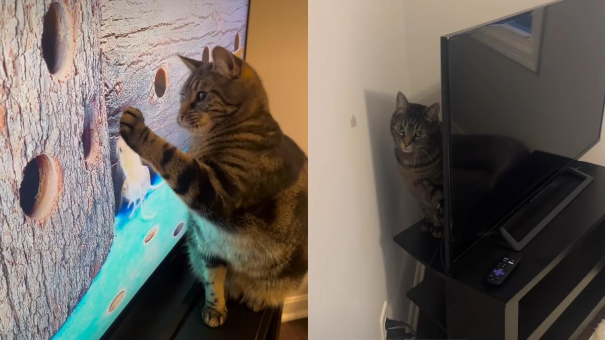 Video: Cat Is Obsessed With Watching Mice on TV - CatTime
