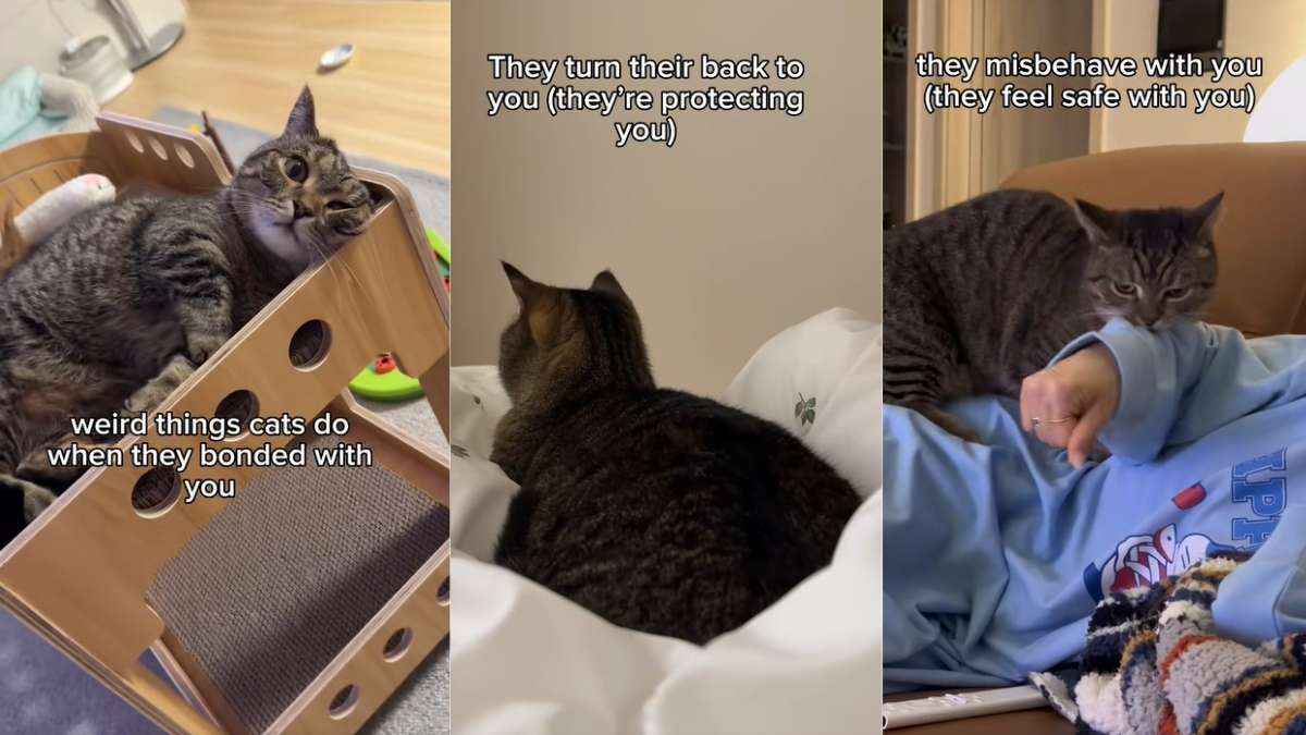 Video Shows ‘Weird Things’ Cat Did After Bonding With Owner - CatTime