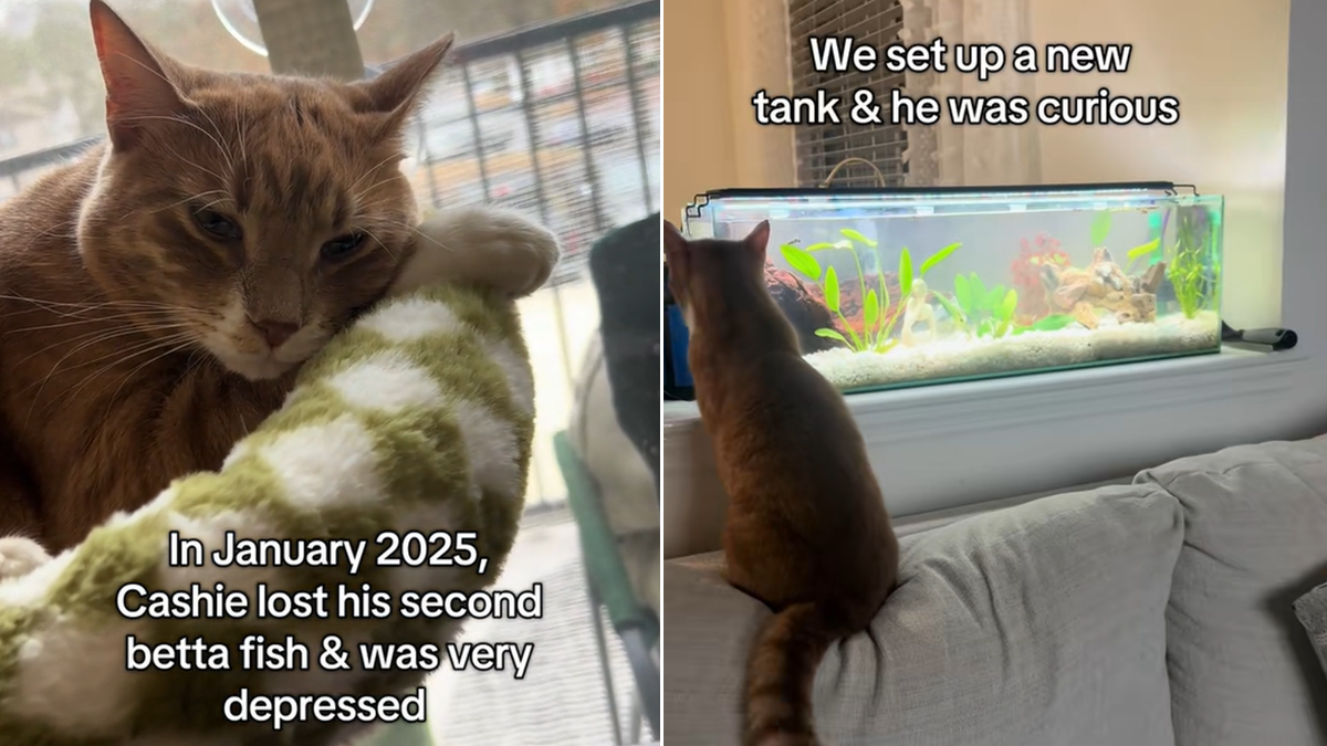 'Depressed' Cat Loses Second Fish & Owners Get Him a Fish Tank - CatTime