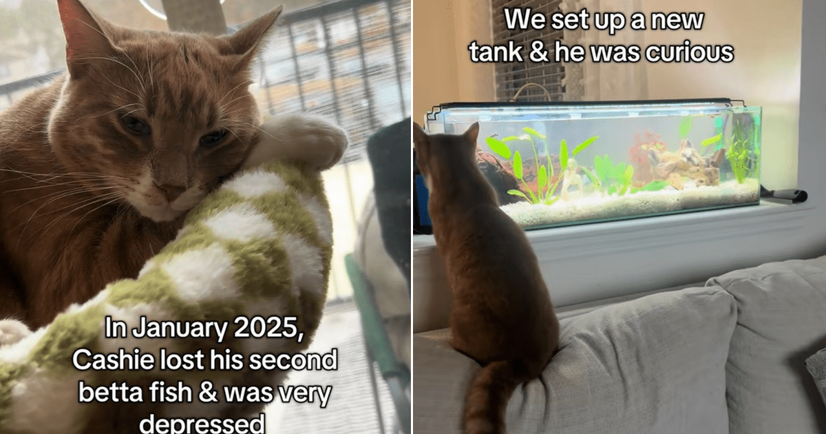 'Depressed' Cat Loses Second Fish & Owners Get Him a Fish Tank - CatTime