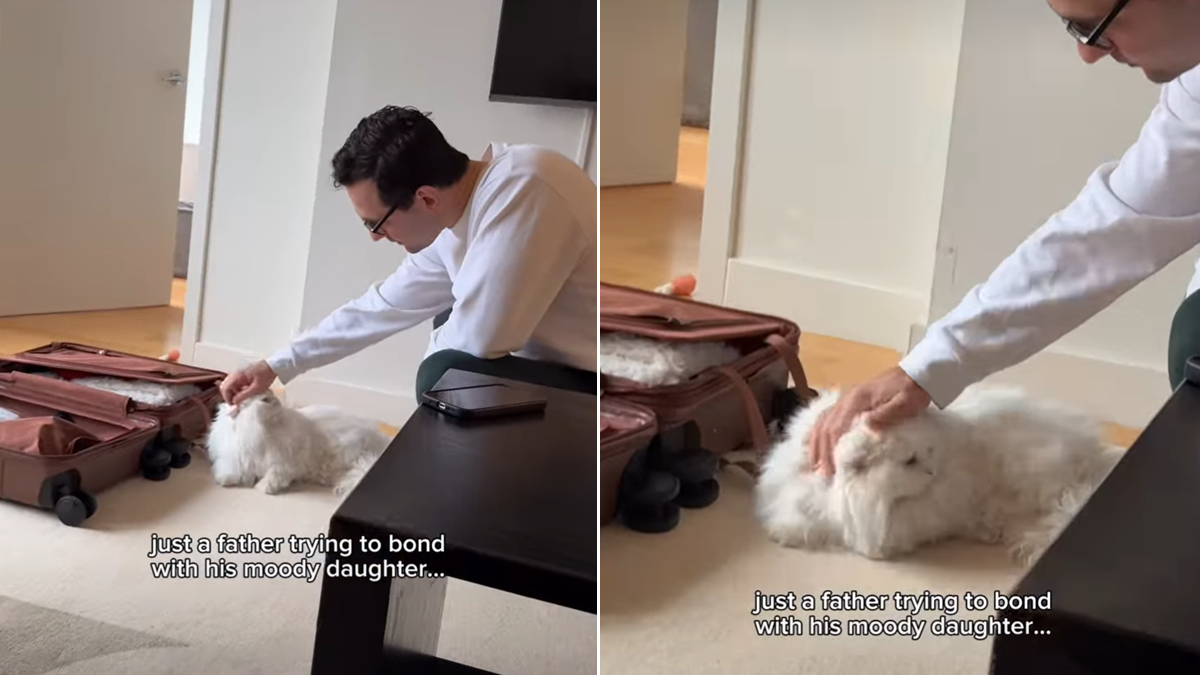 Video: Dad's Attempt to Bond With 'Moody' Cat Ends Unexpectedly - CatTime