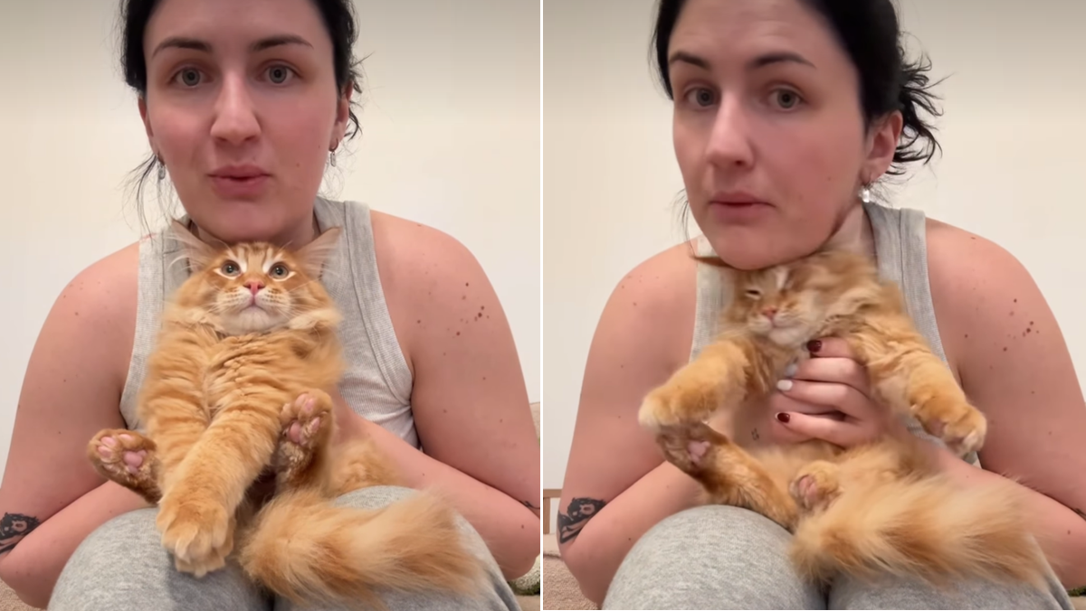 Cat Gets Alternate Sleeping Arrangement When Owner Can't Hold Him - CatTime