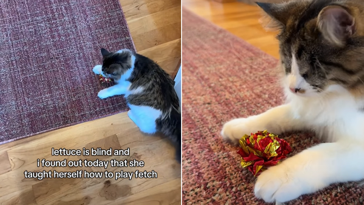 Video: Blind Cat Teaches Herself To Play Fetch - CatTime