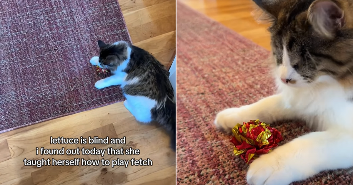 Video: Blind Cat Teaches Herself To Play Fetch - CatTime