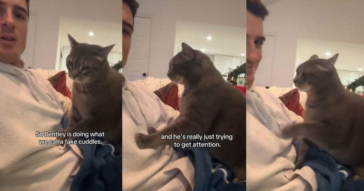 Video: Cat Gives ‘Fake Cuddles’ to Owner With a Clear Purpose - CatTime