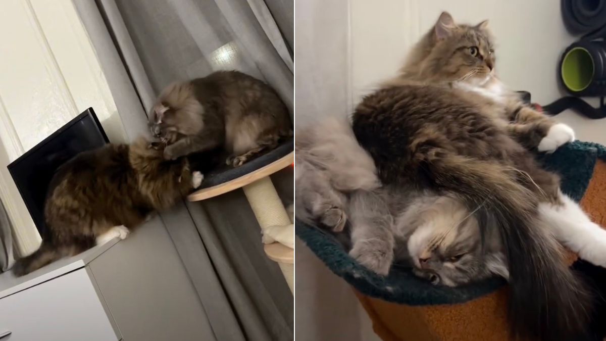 Video Shows What Happens When You Get a Second Cat - CatTime