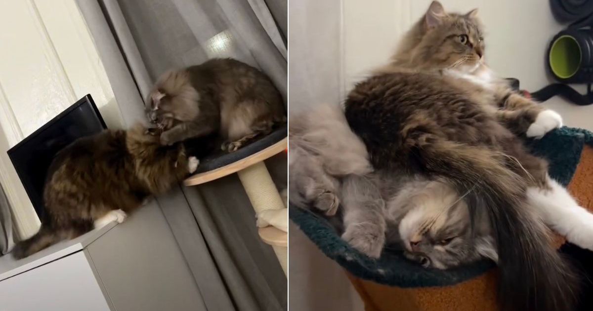 Video Shows What Happens When You Get a Second Cat - CatTime
