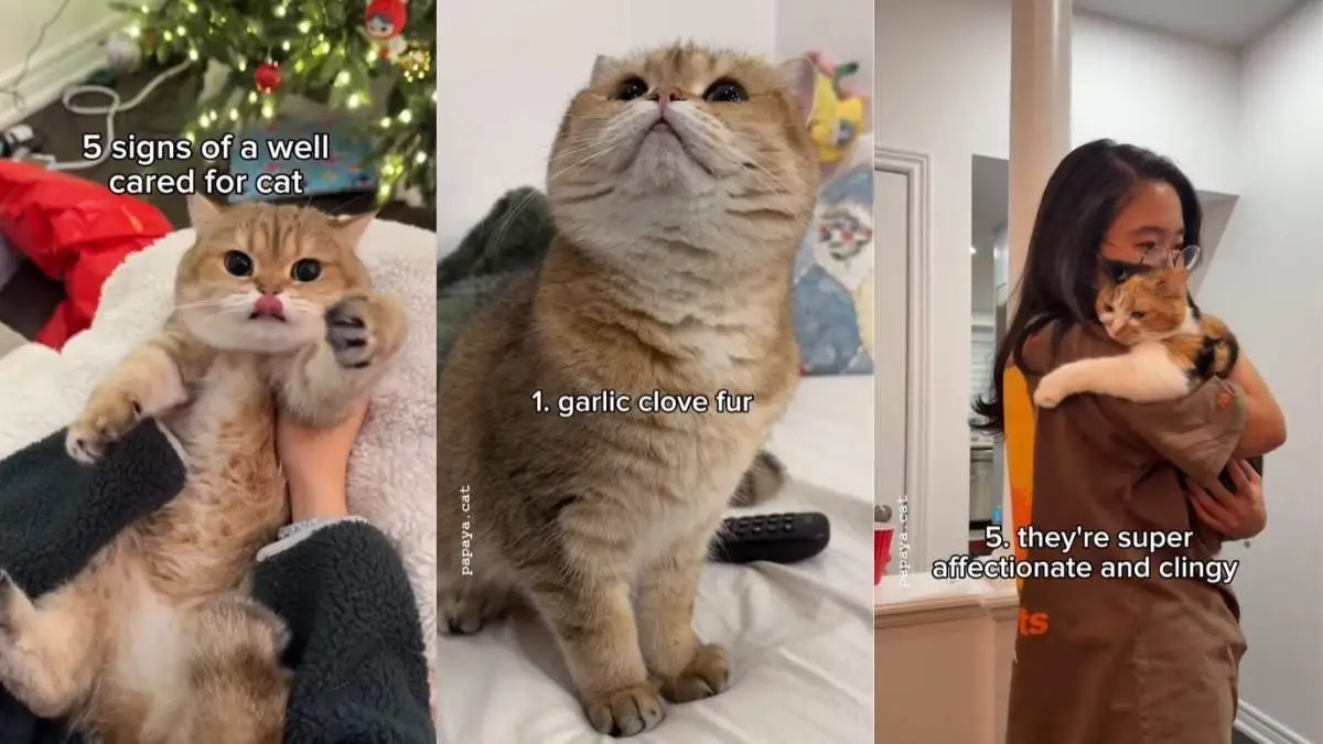 Video Shows How a ‘Well-Cared-For’ Cat Looks - CatTime