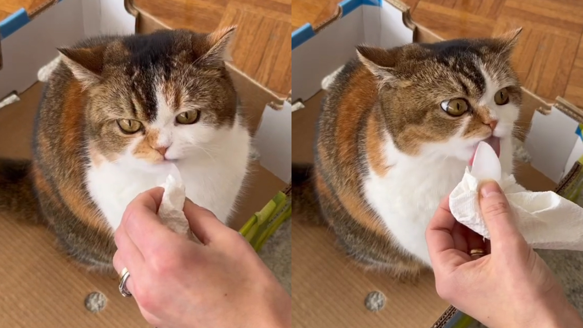 Cat Enjoying an Ice Cube Treat Makes for the Cutest Video - CatTime