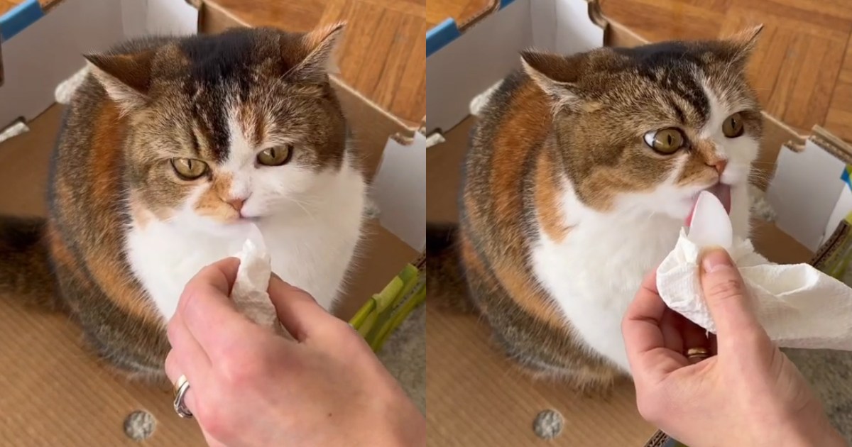Cat Enjoying an Ice Cube Treat Makes for the Cutest Video - CatTime