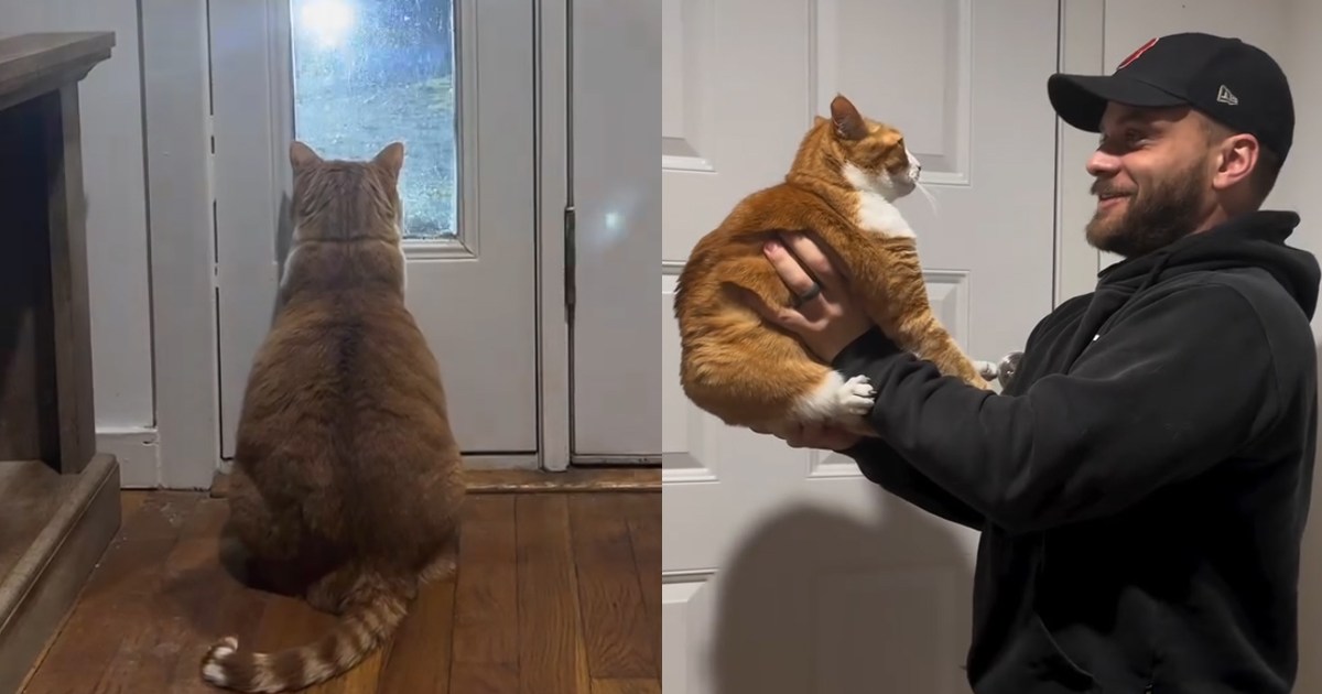 Cat Waits Like This for Dad to Get Home in Viral Video - CatTime