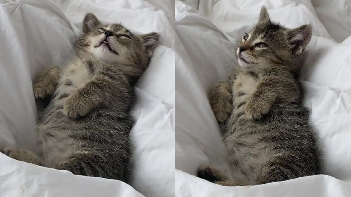 Video of This Kitten Dreaming in Bed Will Make Your Day - CatTime