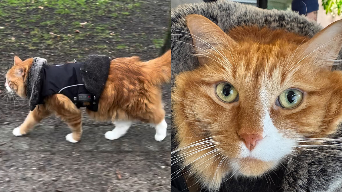 Video: Cat Only Wears Crop Top for a Reason - CatTime