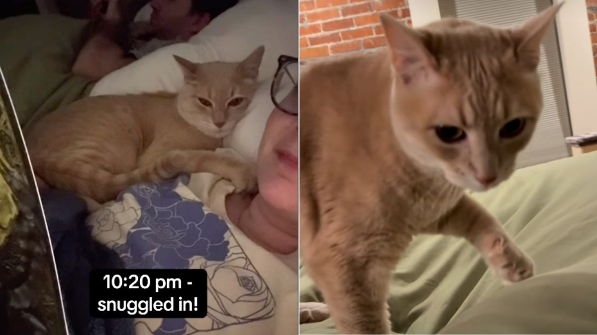 Cat Is a Stickler for Time In Adorable Video - CatTime