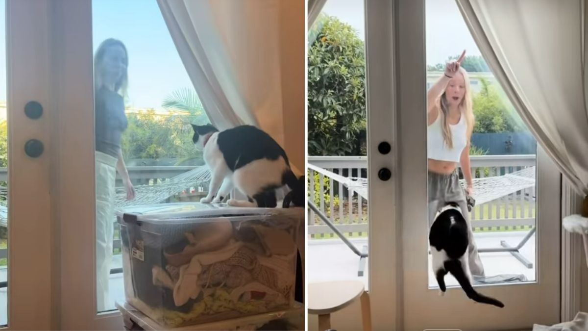 ‘Picky’ Cat Has Eyes Set on One Unexpected Human in Adorable Video ...