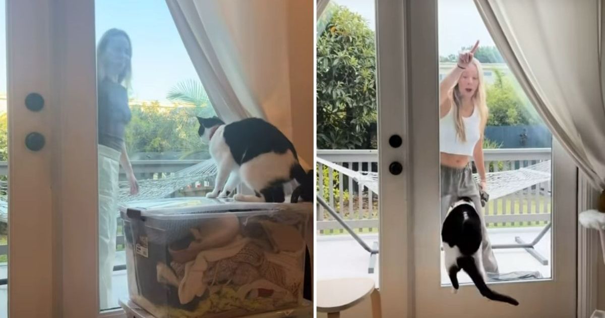 ‘Picky’ Cat Has Eyes Set on One Unexpected Human in Adorable Video ...