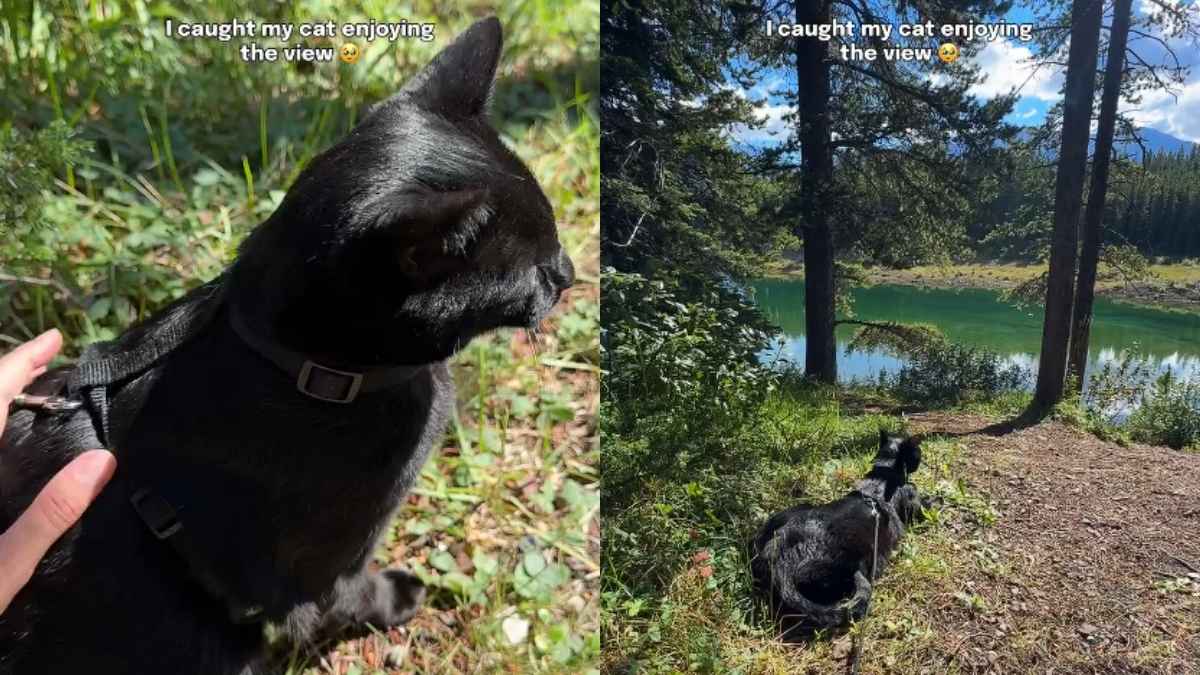 Video: Owner Catches Cat Enjoying the View - CatTime