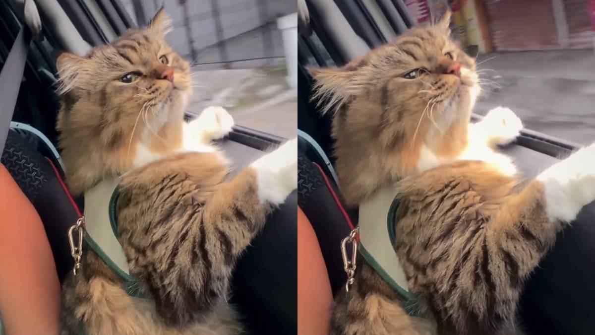 Video of Cat Enjoying a Window Seat on a Car Ride Is Everything - CatTime