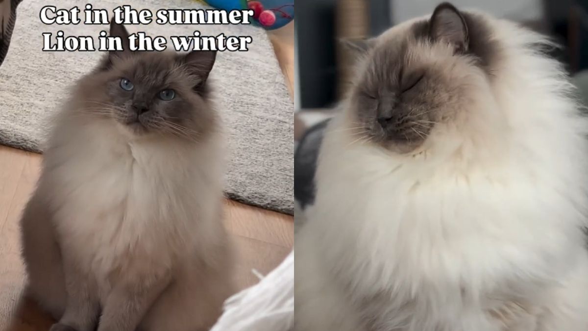 This Cat's 'Glorious Mane' Has Internet Impressed - CatTime