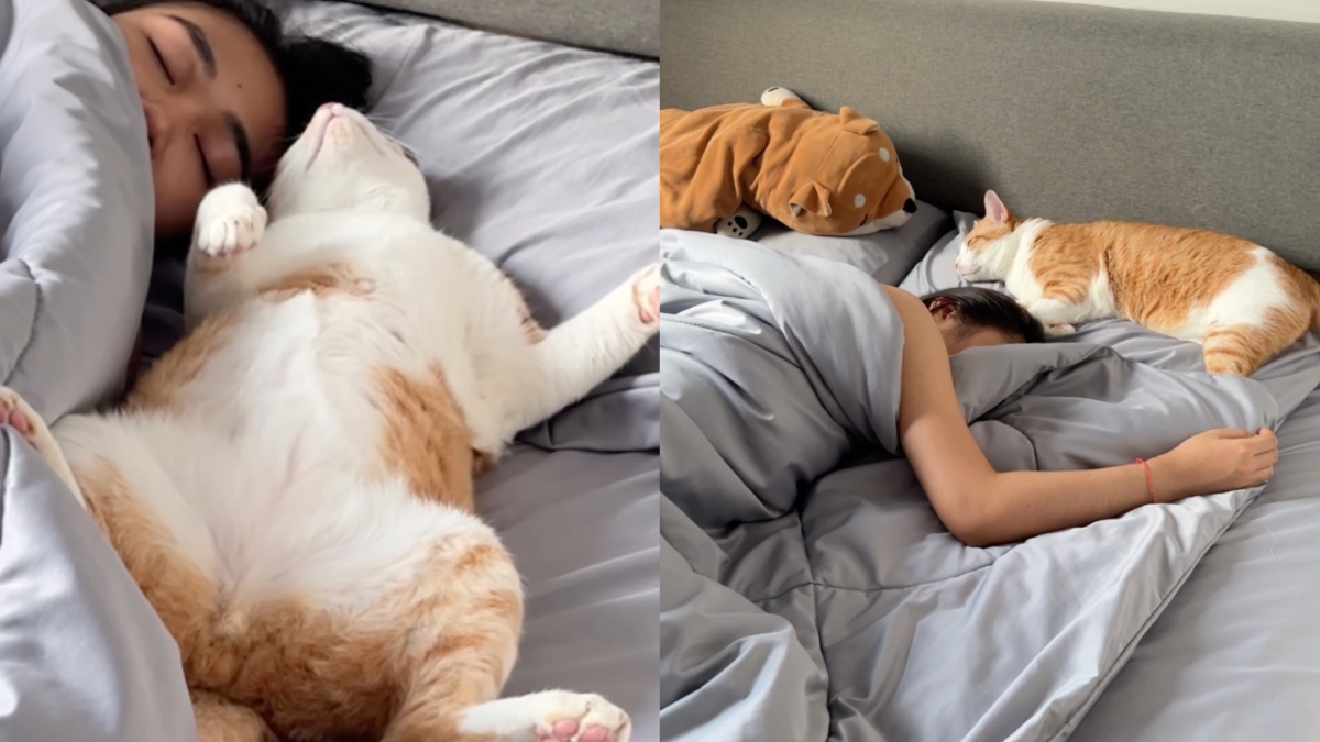 Cat Endlessly Cuddles With Owner in Viral Video - CatTime