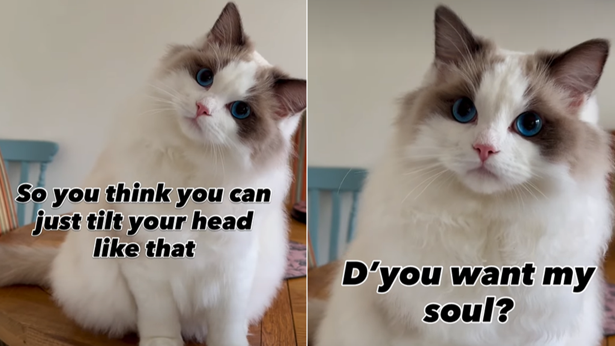 Video: Cat Persuades Mom To Give Anything With One Head Tilt - CatTime